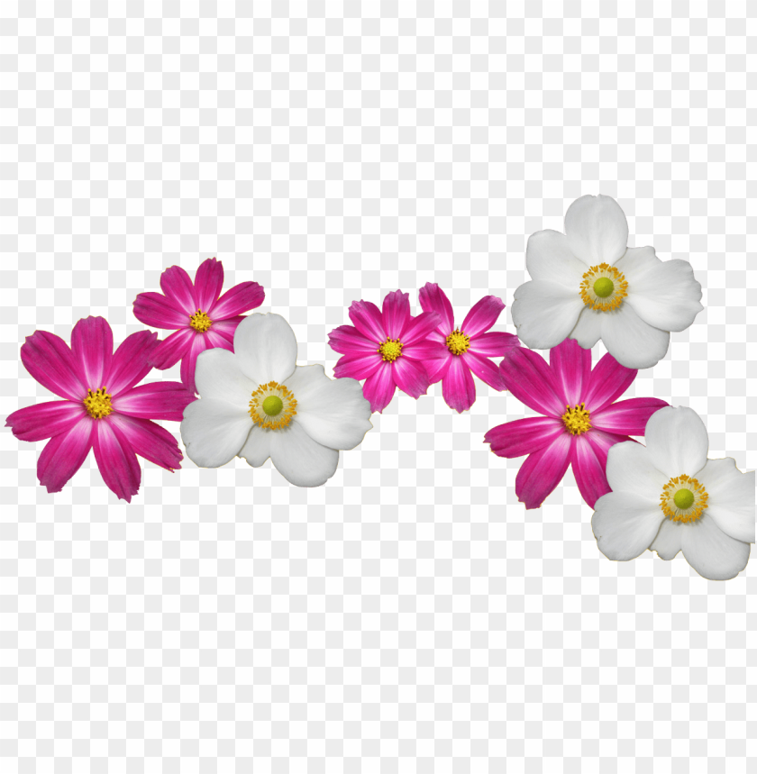 Free download | HD PNG transparent flower crown png pearl farm food ...