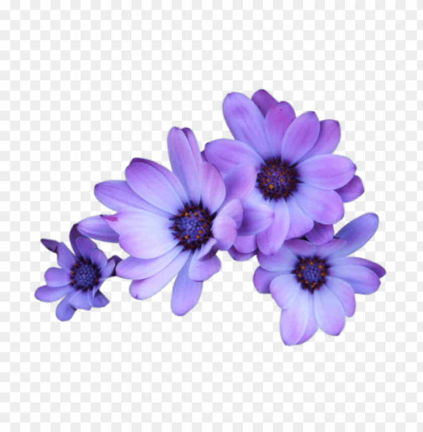 Free download | HD PNG transparent flower crown tumblr PNG transparent ...