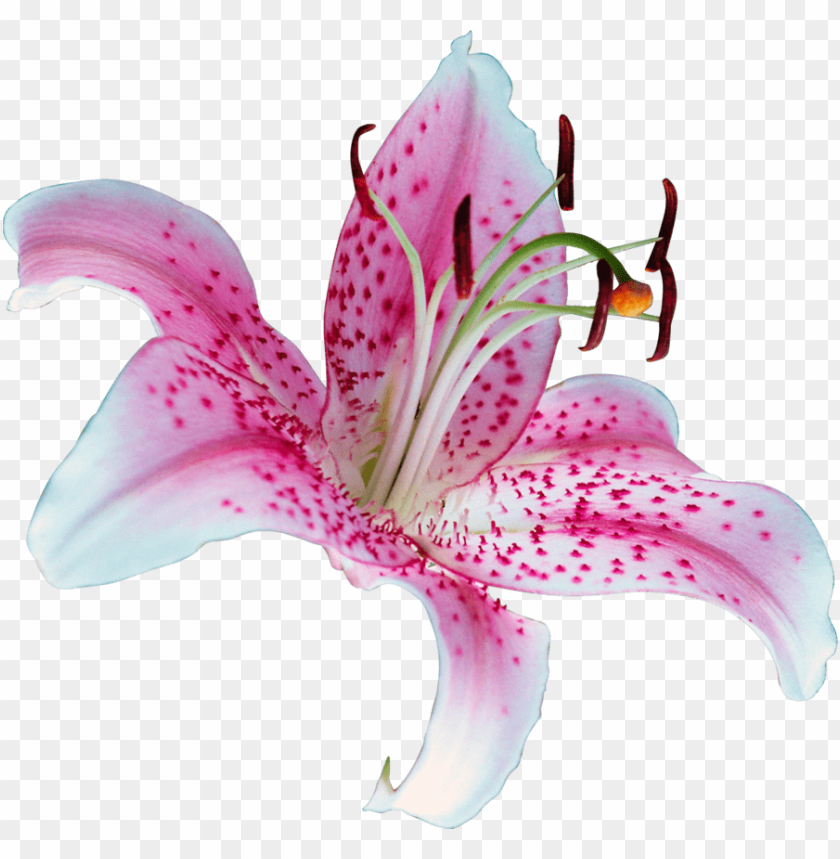 Free download | HD PNG transparent flower lily PNG transparent with ...
