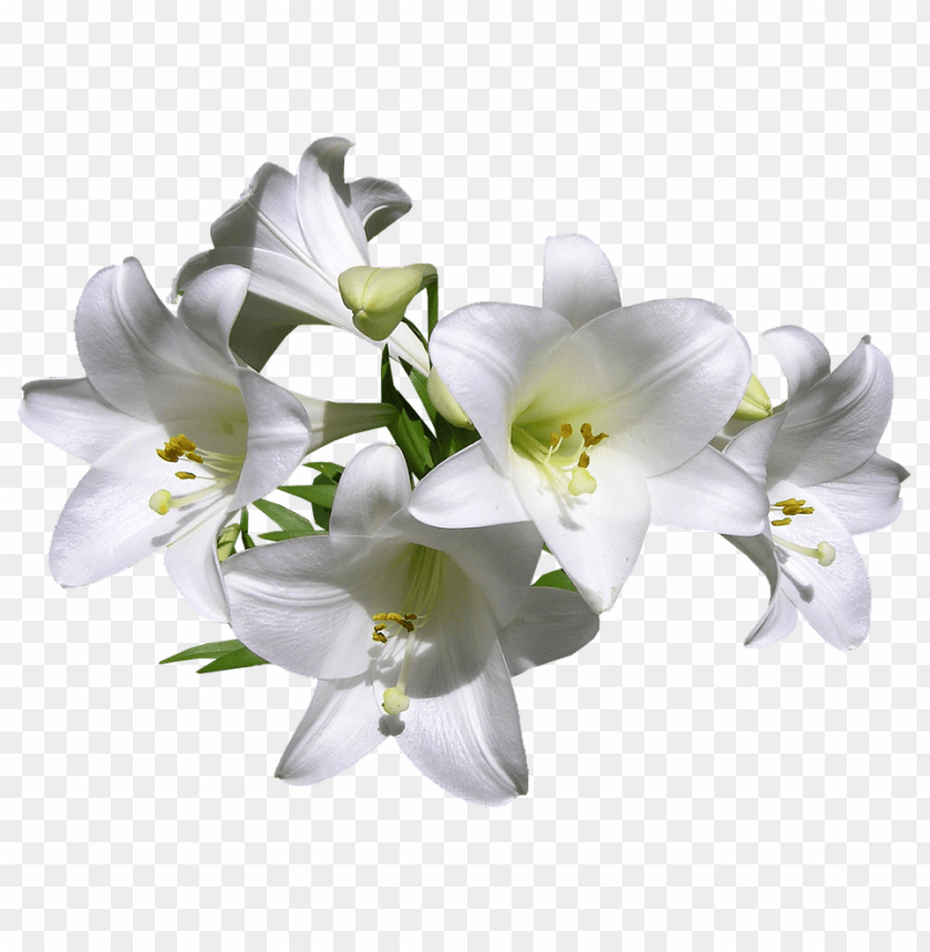 Free download | HD PNG transparent flower lily PNG transparent with ...
