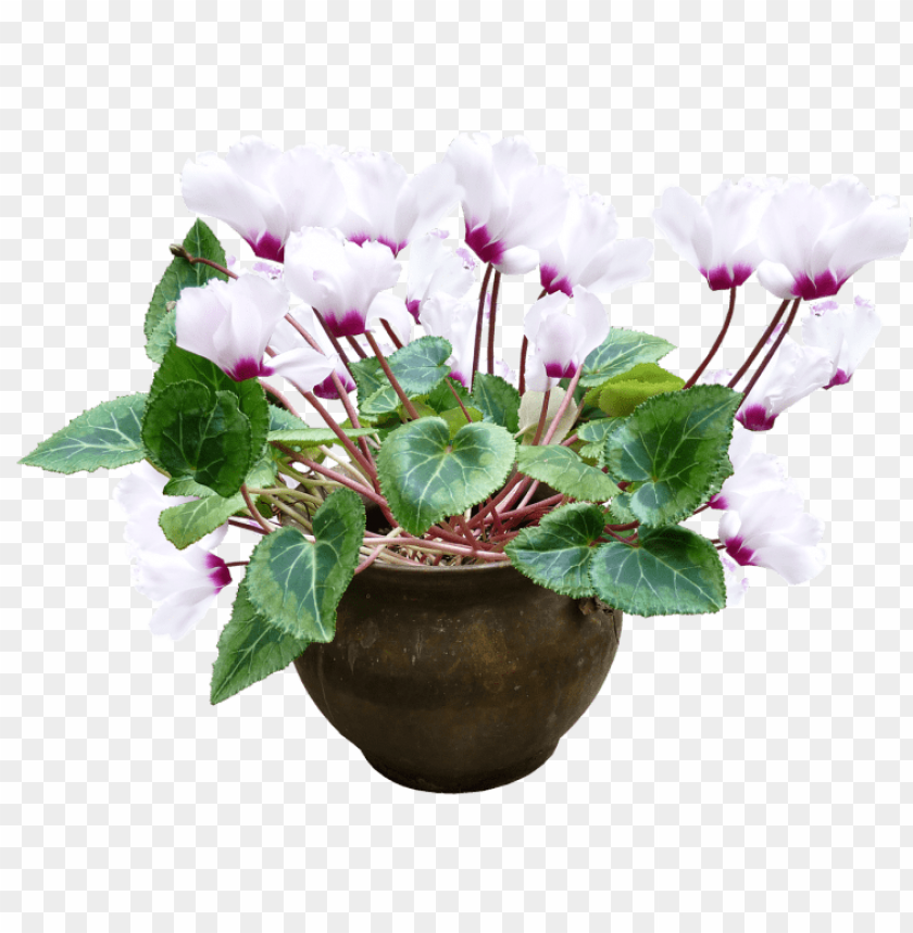 Free download | HD PNG transparent flower pot PNG transparent with ...