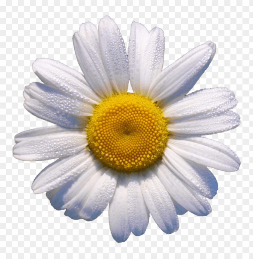 Free download | HD PNG transparent flower tumblr PNG transparent with ...