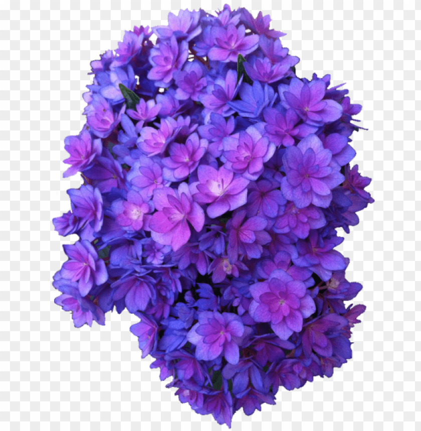Free download | HD PNG transparent flower tumblr PNG transparent with ...