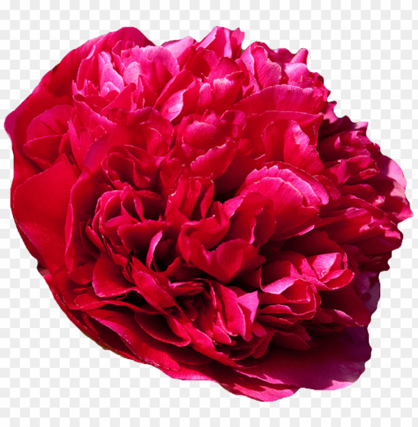 Free download | HD PNG transparent flower tumblr PNG transparent with ...