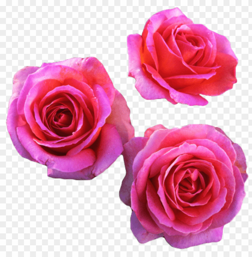 Free download | HD PNG transparent flower tumblr PNG transparent with ...