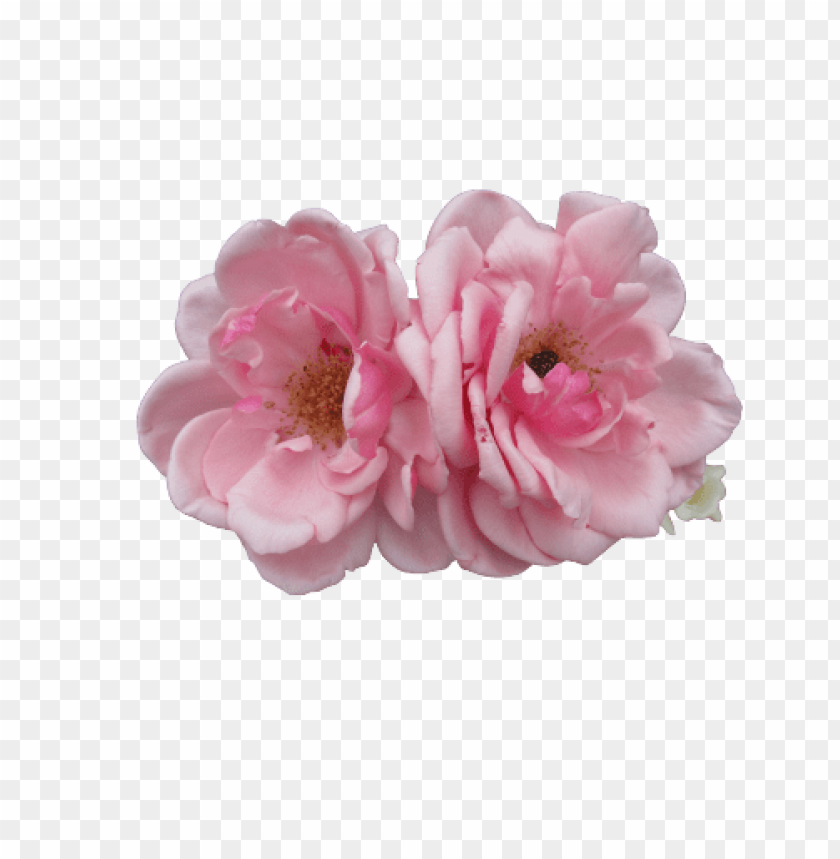 Free download | HD PNG transparent flower tumblr PNG transparent with ...