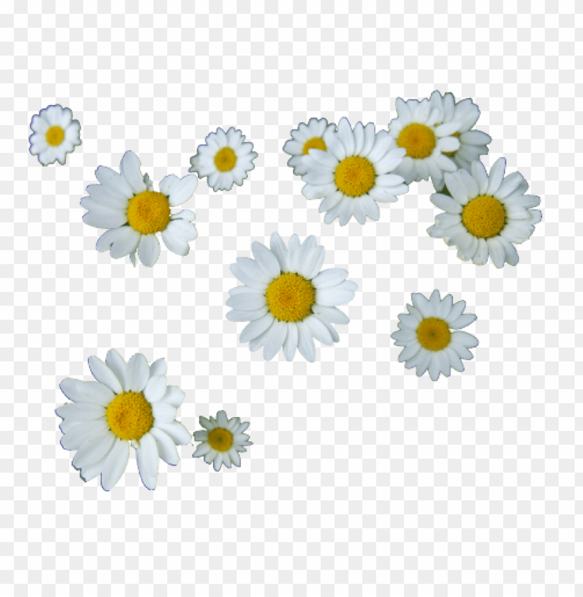 Free download | HD PNG transparent flower tumblr PNG transparent with ...