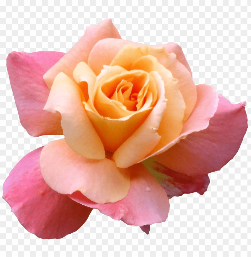 Free download | HD PNG transparent flower tumblr PNG transparent with ...