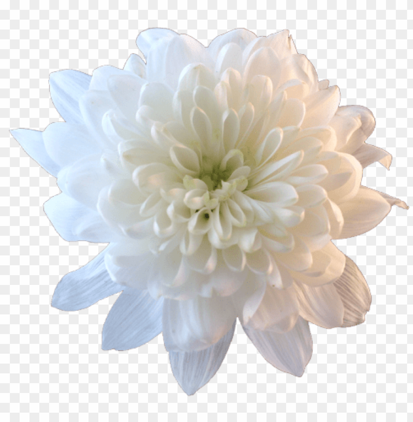 Free download | HD PNG transparent flower tumblr PNG transparent with ...