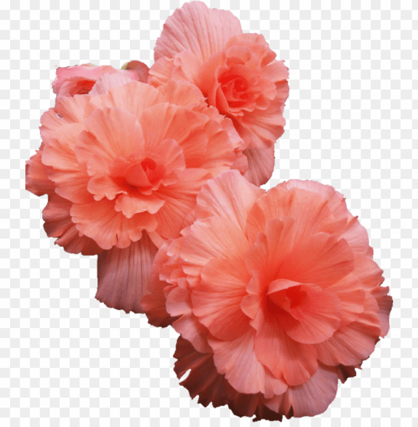 Free download | HD PNG transparent flowers PNG transparent with Clear ...