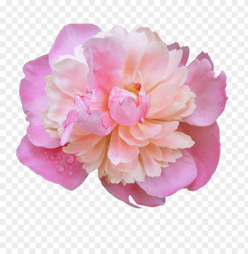 Free download | HD PNG transparent flowers PNG transparent with Clear ...