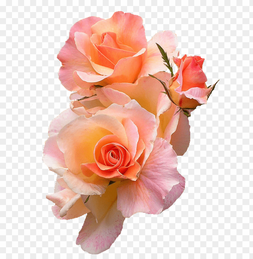 Free download | HD PNG transparent flowers PNG transparent with Clear ...