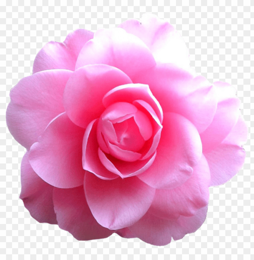 Free download | HD PNG transparent flowers PNG transparent with Clear ...