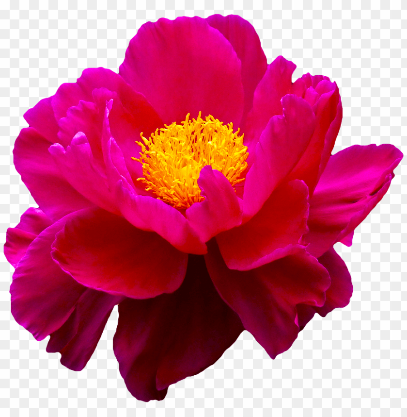 Free download | HD PNG transparent flowers PNG transparent with Clear ...