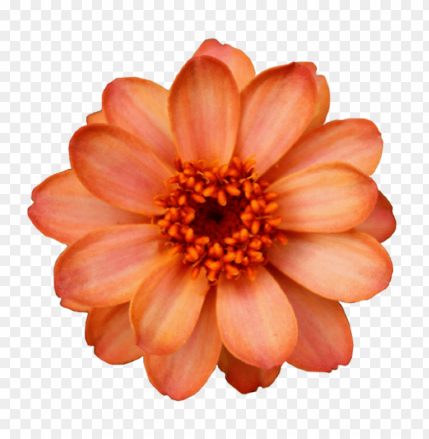 Free download | HD PNG transparent flowers PNG transparent with Clear ...