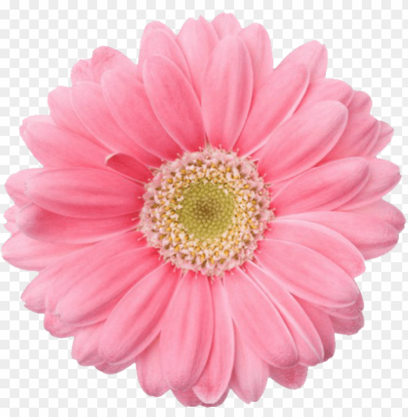 Free download | HD PNG transparent flowers PNG transparent with Clear ...