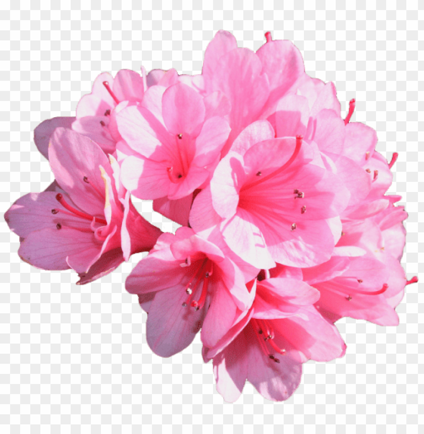 Free download | HD PNG transparent flowers PNG transparent with Clear ...