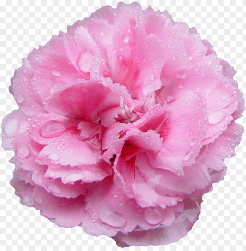 Free download | HD PNG transparent flowers PNG transparent with Clear ...