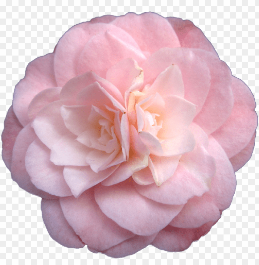 Free download | HD PNG transparent flowers PNG transparent with Clear ...