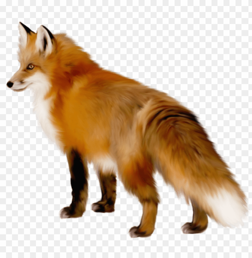 Free download | HD PNG transparent fox | TOPpng