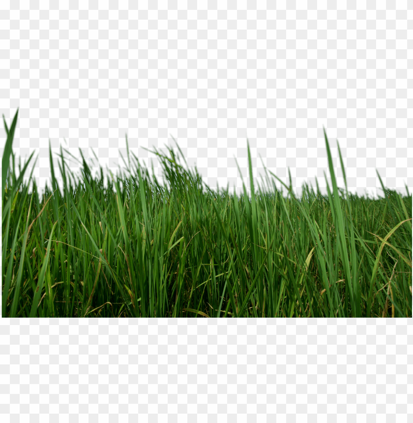 Free download | HD PNG transparent grass PNG transparent with Clear ...