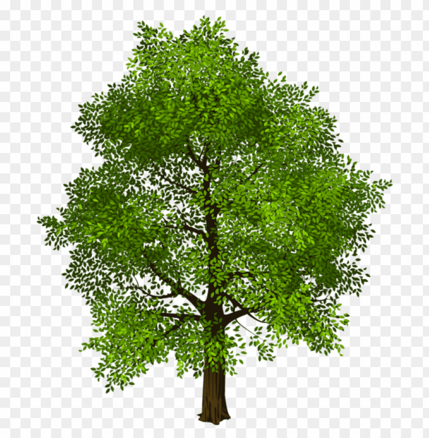 Free download | HD PNG PNG image of tall green tree with bushy branches ...