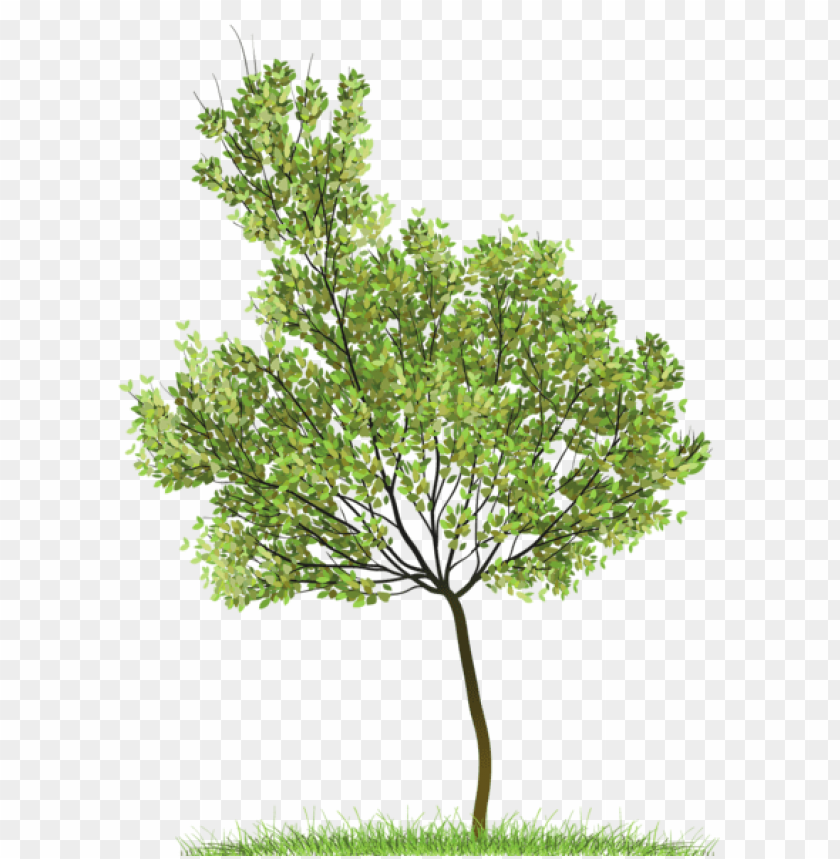 Free download | HD PNG PNG image of bushy green tree with thin trunk ...
