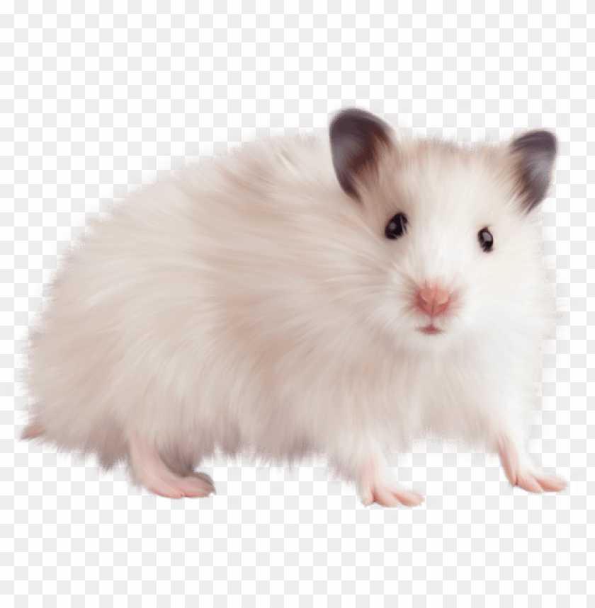 Free download | HD PNG transparent mouse | TOPpng