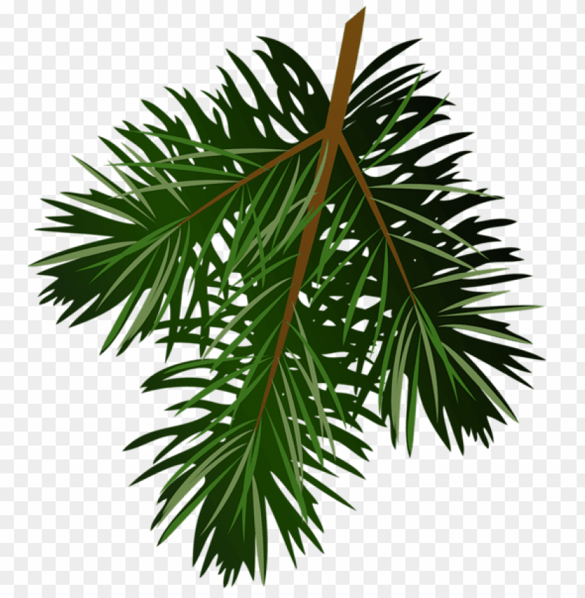 Free download | HD PNG transparent pine branch PNG Images 41454 | TOPpng