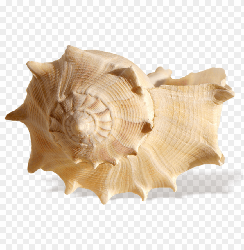 Free download | HD PNG transparent rapana clipart png photo - 56366 ...