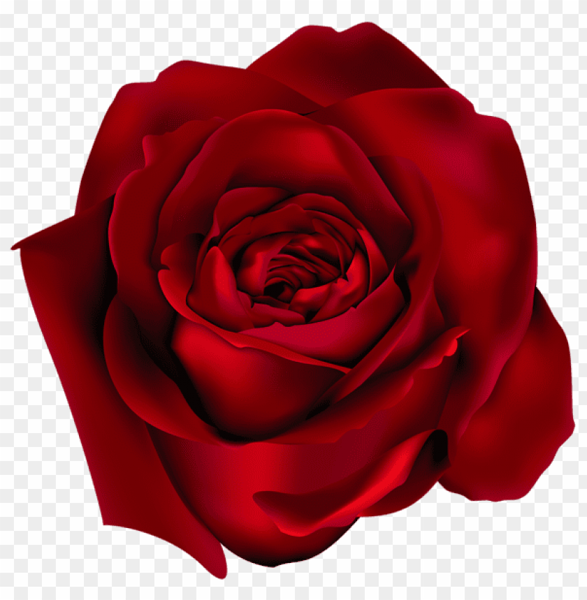 Free download | HD PNG PNG image of transparent red rosepicture with a ...