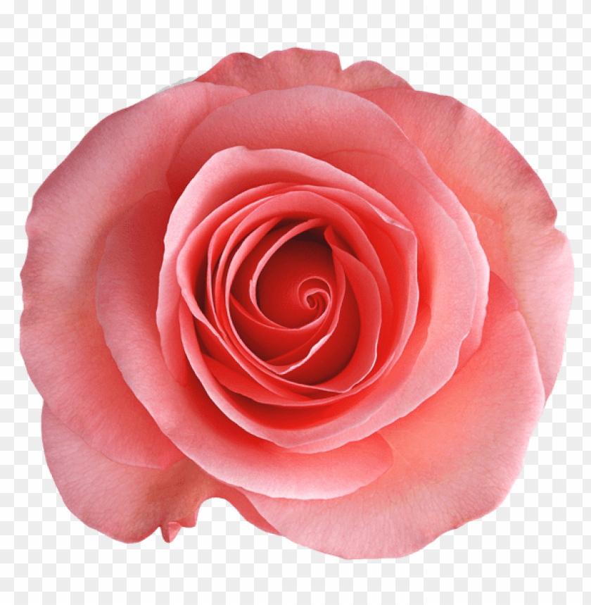 Free download | HD PNG PNG image of transparent rose with a clear ...