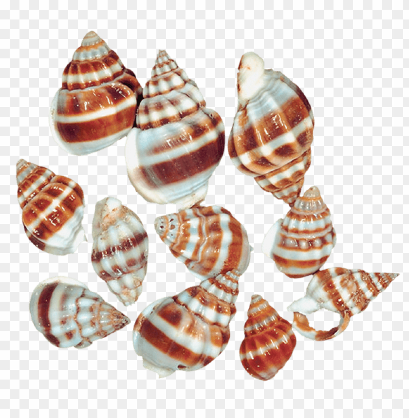 Free download | HD PNG transparent sea snail shells clipart png photo ...