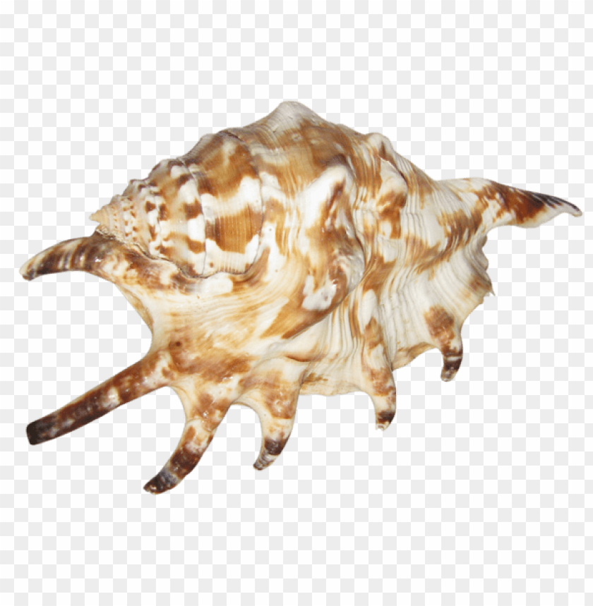 Free download | HD PNG transparent seashell picture clipart png photo ...