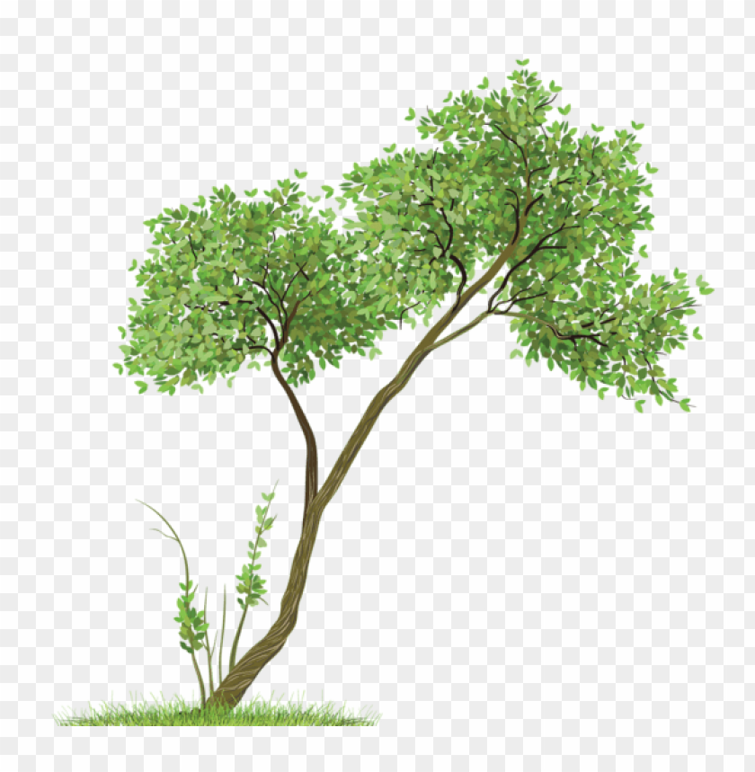 Free download | HD PNG PNG image of small tree with curved branches ...