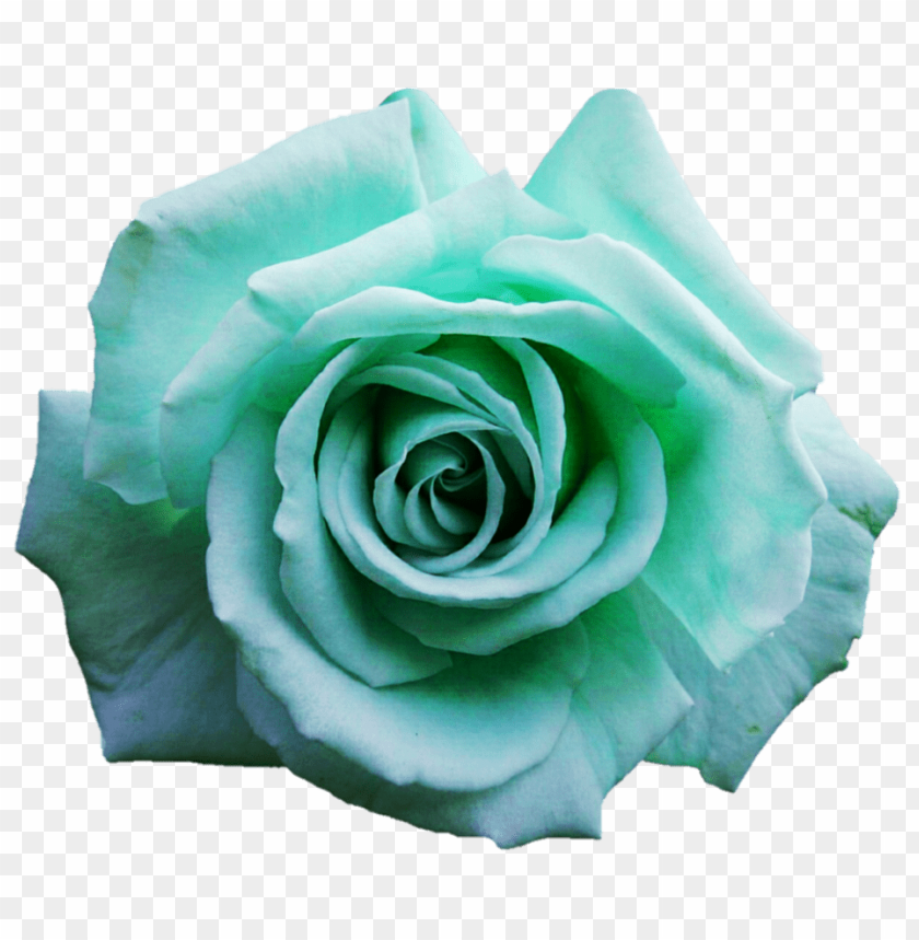 Free download | HD PNG transparent turquoise flowers PNG transparent ...
