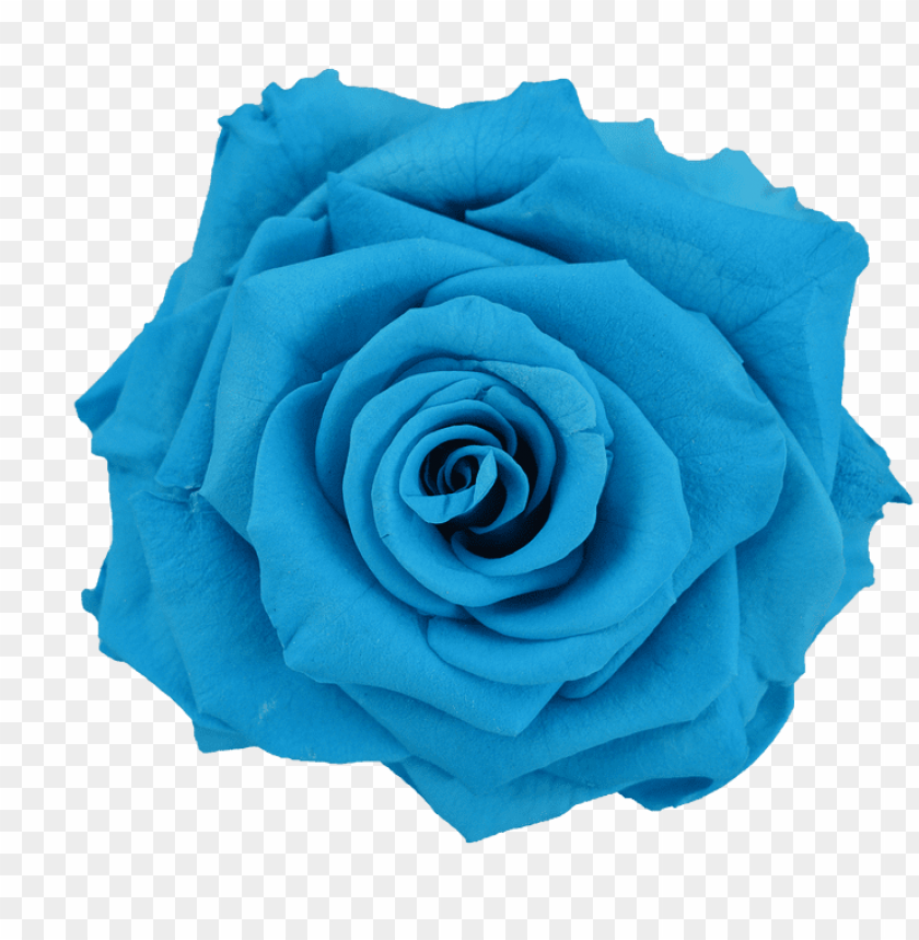 Free download | HD PNG transparent turquoise flowers PNG transparent ...