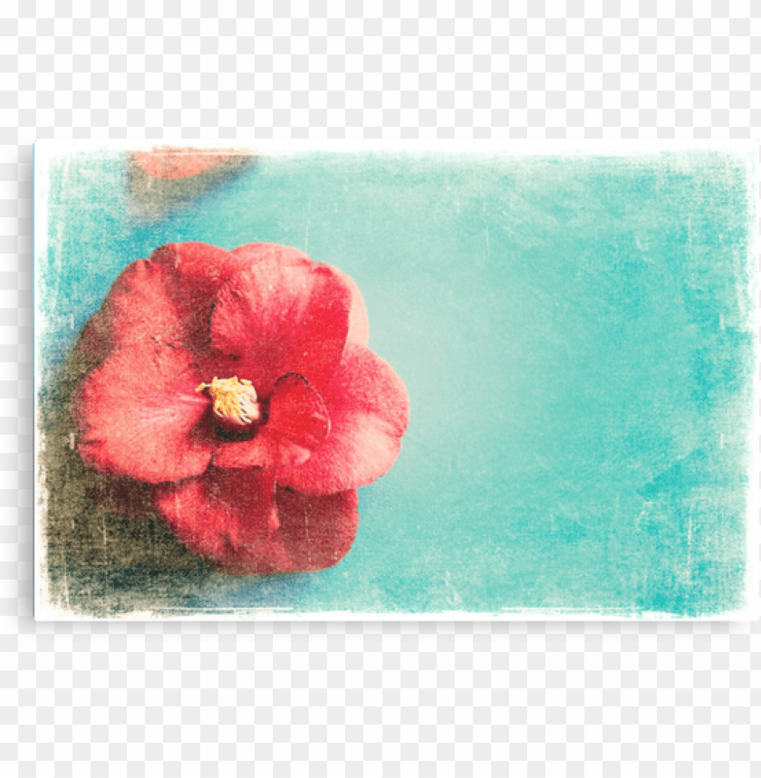 Free download | HD PNG transparent turquoise flowers PNG transparent ...
