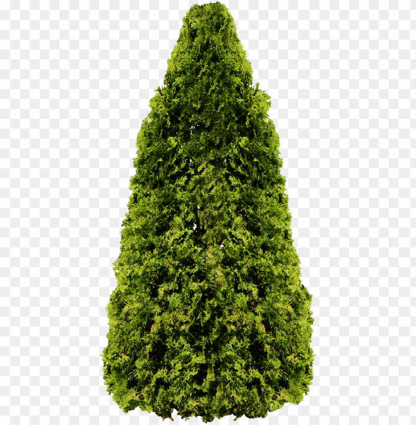 Free download | HD PNG PNG image of tall conical evergreen tree with a ...