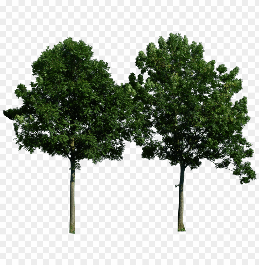 Free download | HD PNG PNG image of pair of symmetrical dark green ...