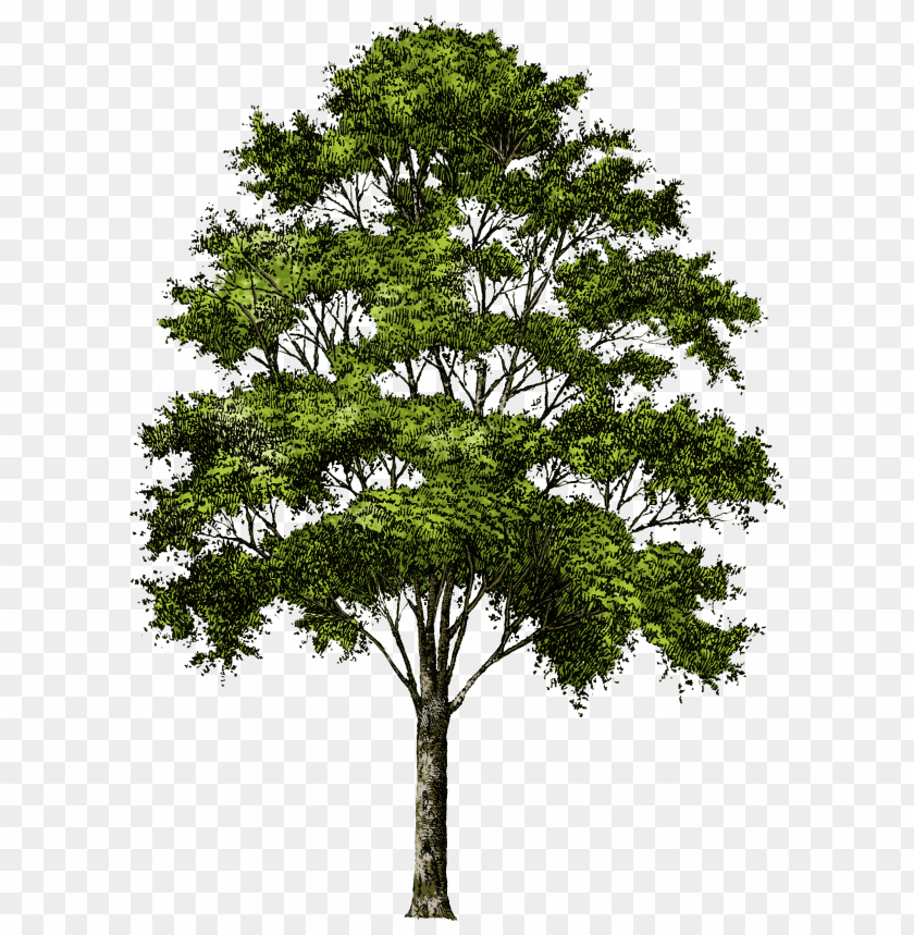 Free download | HD PNG PNG image of tree with layered green leaves with ...