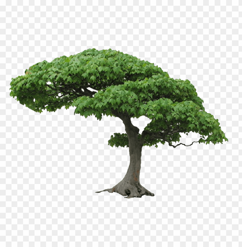 Free download | HD PNG PNG image of tree with a clear background ...