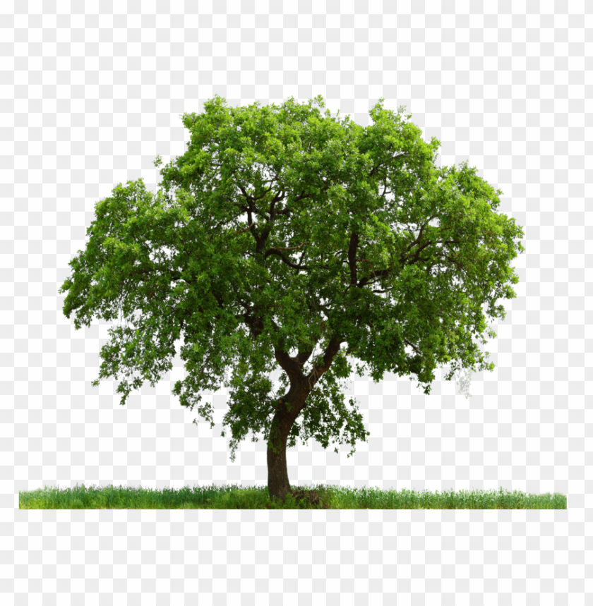 Free download | HD PNG PNG image of tree with a clear background ...