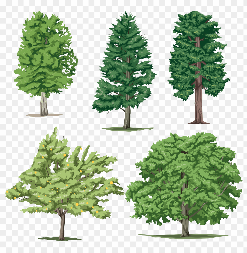 Free download | HD PNG various tree illustrations png clipart png photo ...