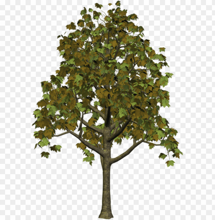 Free download | HD PNG PNG image of tree with small green leaves with a ...