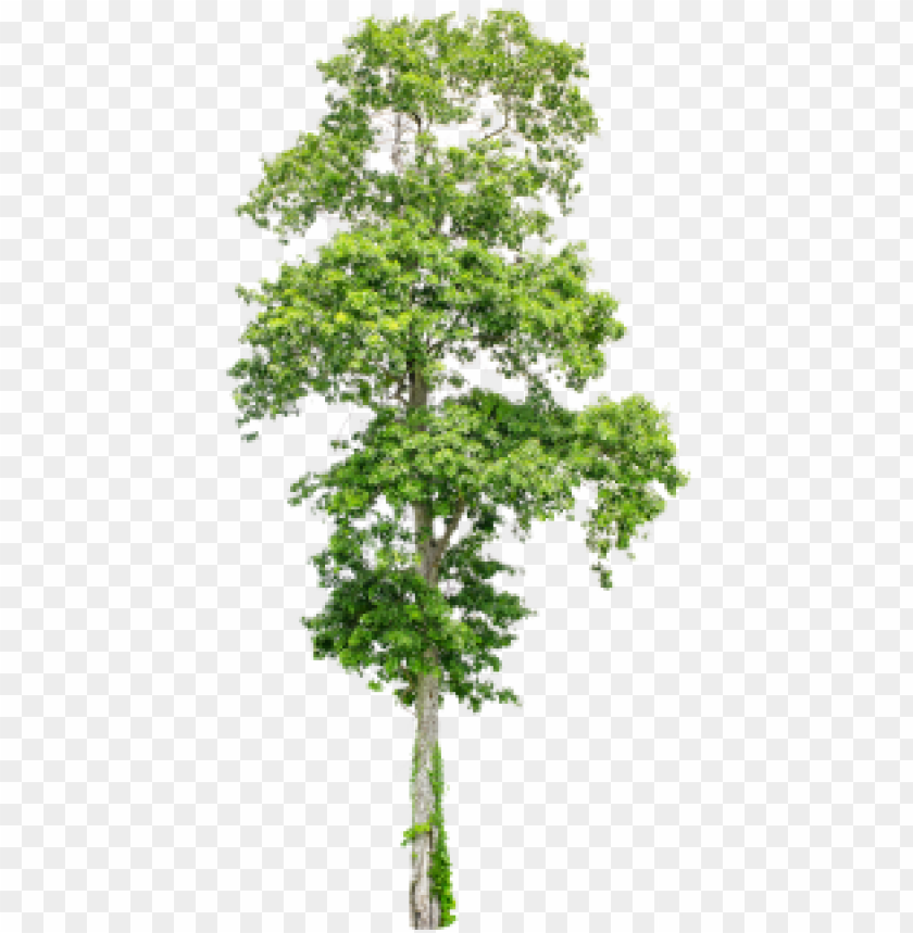 Free download | HD PNG tree PNG transparent with Clear Background ID ...