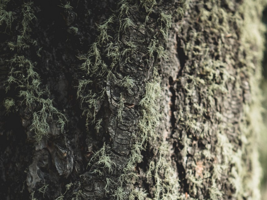 Free download | HD PNG tree bark moss macro closeup 4k wallpaper | TOPpng