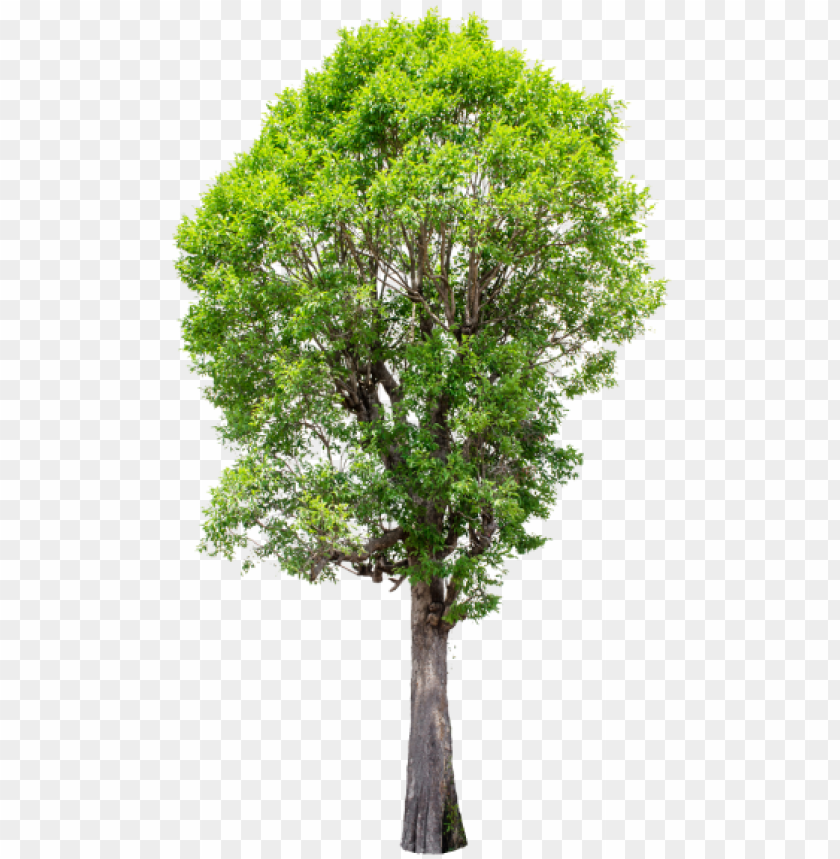 Free download | HD PNG tree based website template PNG transparent with ...