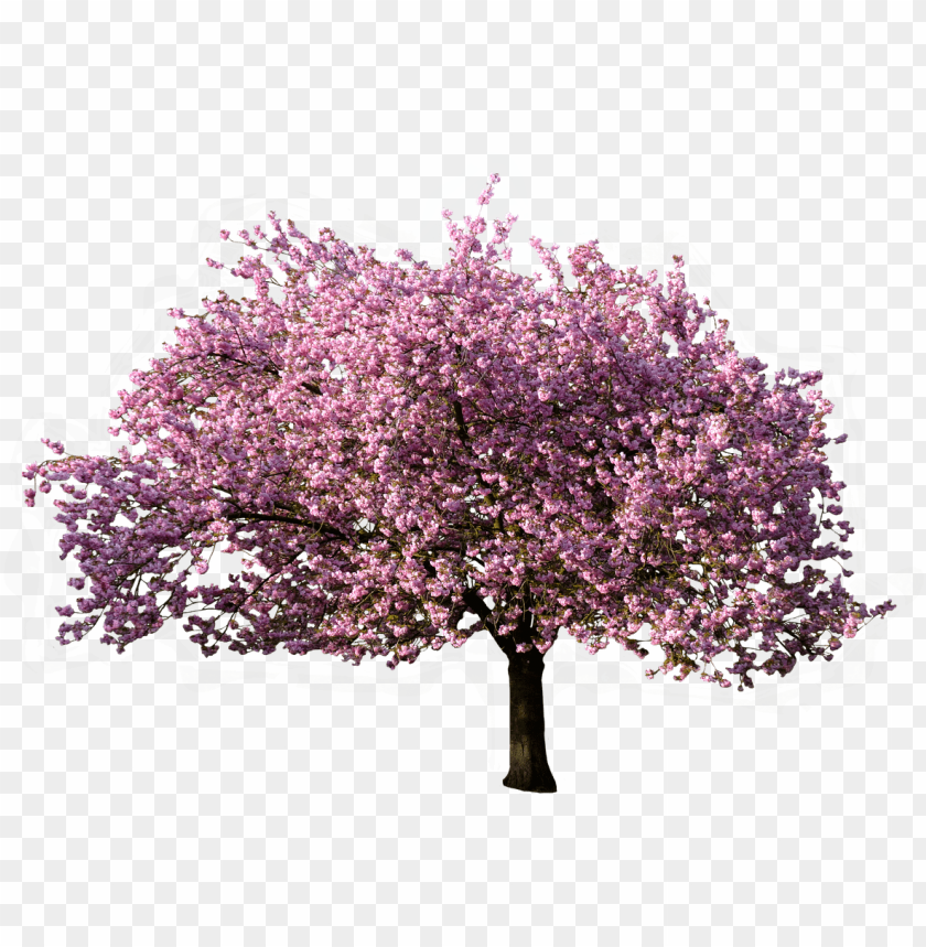 Free download | HD PNG tree blossoming in spring transparent background ...
