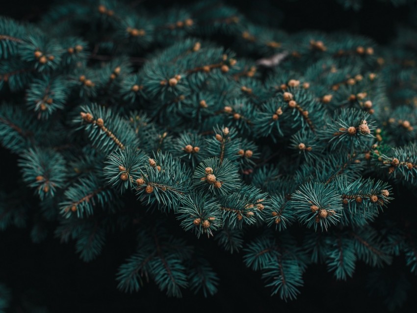 Evergreen Branch cutout PNG & clipart images | TOPpng